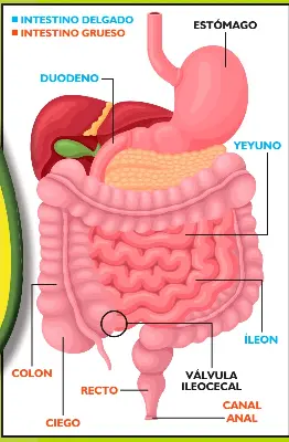 Minirrepas­o de anatomía - PressReader