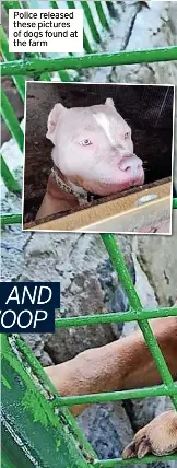 Police discover XL Bullies in raid on farm - PressReader