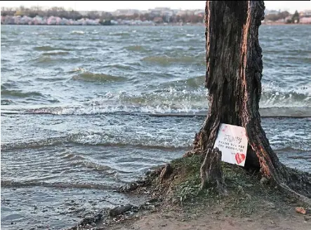 Stumpy’s final spring nears - PressReader