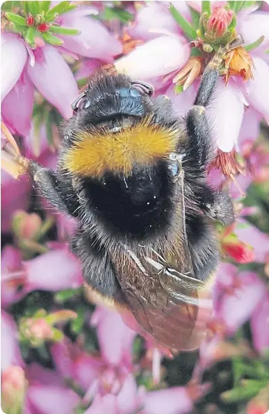 Never underestim­ate importance of insects - PressReader