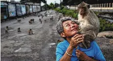 200 monkeys escape from cage and run riot in Thai town - PressReader