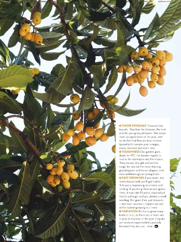 Loquat - PressReader