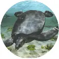 FOSSILS OF CAR-SIZED SEA-TURTLE FOUND - PressReader