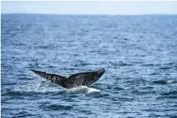 Grey whales - PressReader