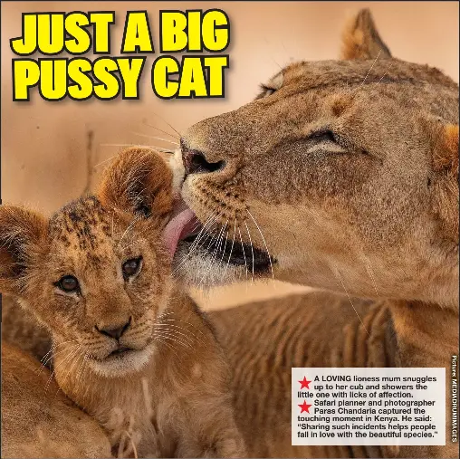 JUST A BIG PUSSY CAT - PressReader