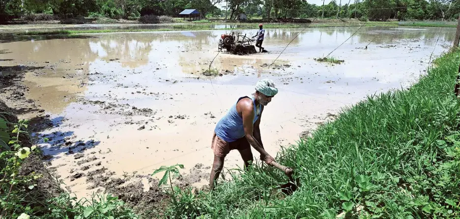 Storm in the rice bowl - PressReader