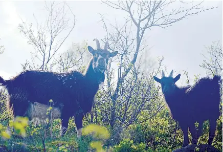 Wind farm plan for goat cull area in the Borders - PressReader
