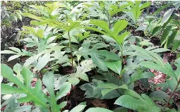 Let’s plant more Marang in Luzon - PressReader