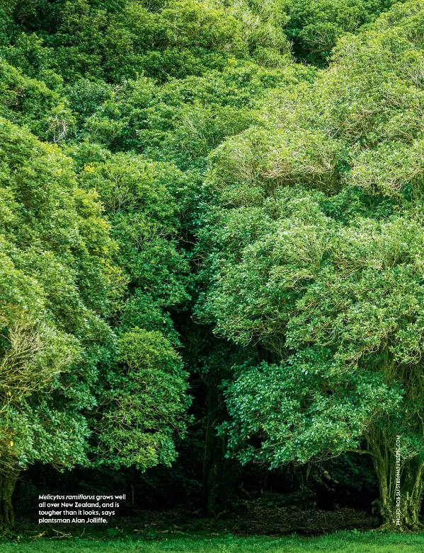 native violas - PressReader