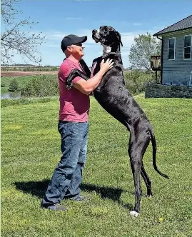 Meet Kevin, world’s tallest dog - PressReader