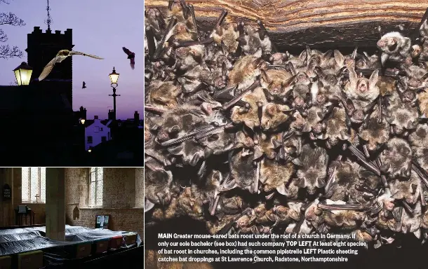 LEARN TO LOVE BATS - PressReader