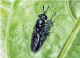 Kmetijski nasveti Črna bojevniška muha - PressReader