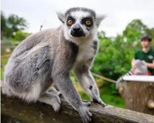 Primates with longer thumbs tend to have bigger brains, research finds ...