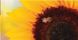 Boer wen groot met sonneblom - PressReader