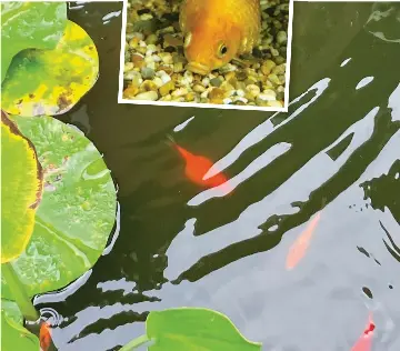 Why has this goldfish swollen up? - PressReader