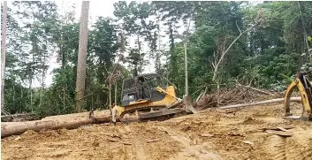 Activo florestal de Angola avaliado em mais de 69 milhões de hectares ...