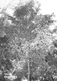 YAKAL KALIOT - PressReader