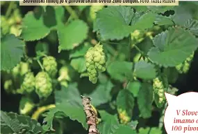 Novi vodnik po slovenskih pivovarnah - PressReader