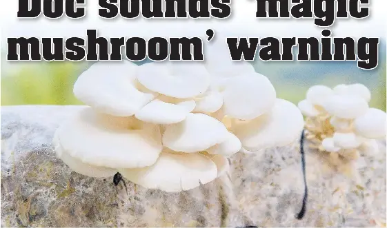 Doc sounds ‘magic mushroom’ warning - PressReader