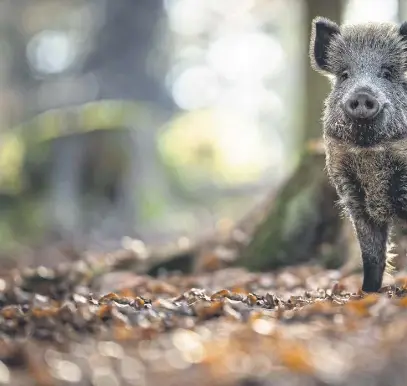 The case for wild boar in Scotland - PressReader