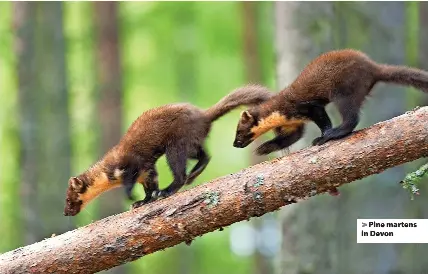 Project aims to help keep pine martens safe near busy roads - PressReader