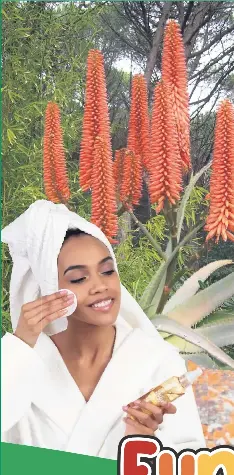 The amazing aloe: - PressReader