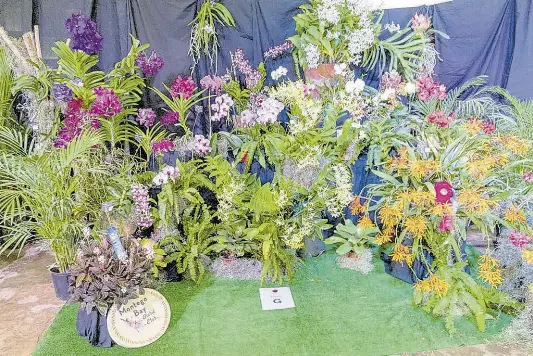 Montego Bay Orchid Club hosts 32nd Annual Show and Sale: ‘An Orchid ...