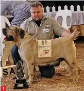 Die Boerboel is ’n eg Suid-Afrikaanse honderas met ’n lang geskiedeni­s ...