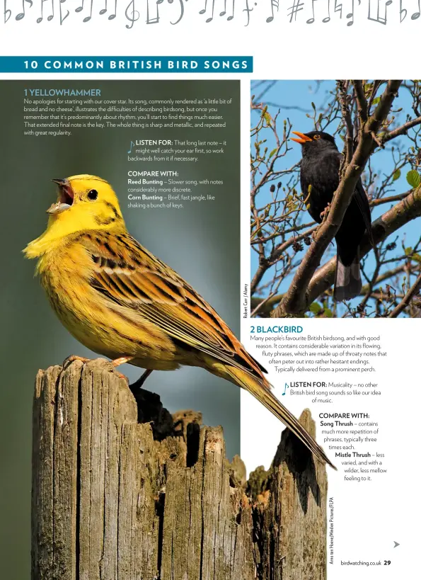 10 COMMON BRITISH BIRD SONGS - PressReader