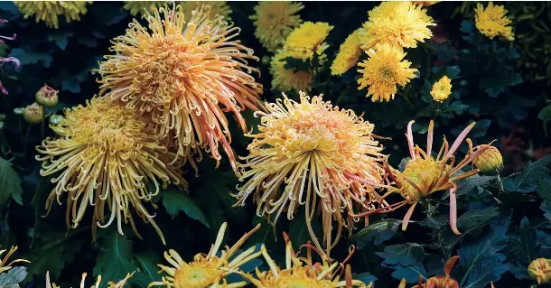 Mums the word at Hangzhou Botanic Garden - PressReader