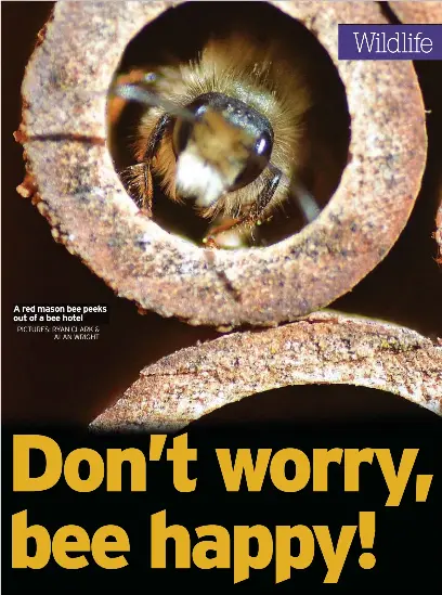 Don’t worry, bee happy! - PressReader