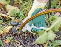 Berry good time for planting to bear fruit for summer - PressReader