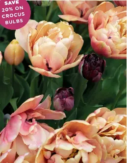 Get that light… bulb moment - PressReader