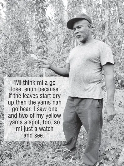 Yam farmers face disease threat - PressReader