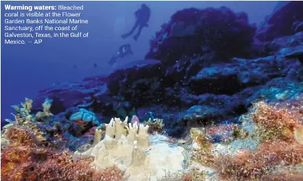 World’s coral reefs on life support - PressReader