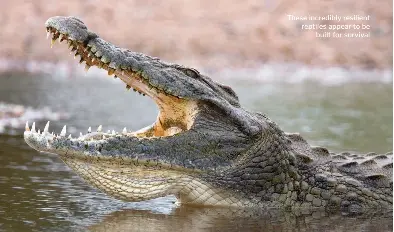 How did crocodiles survive the dinosaur extinction? - PressReader