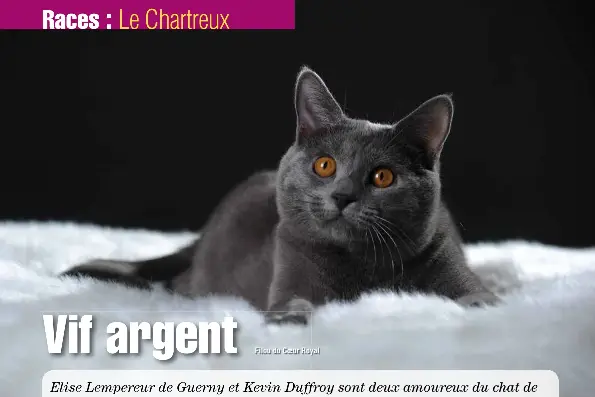 Vif argent - PressReader