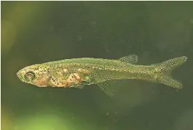 Fish can be loud as a jet engine, study finds - PressReader