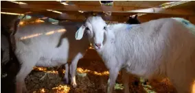 Good goat news, Minister - PressReader