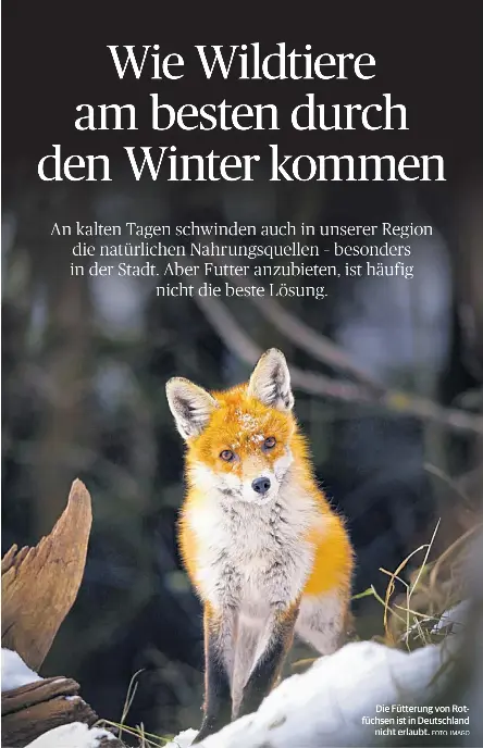 Wie Wildtiere am besten durch den Winter kommen - PressReader