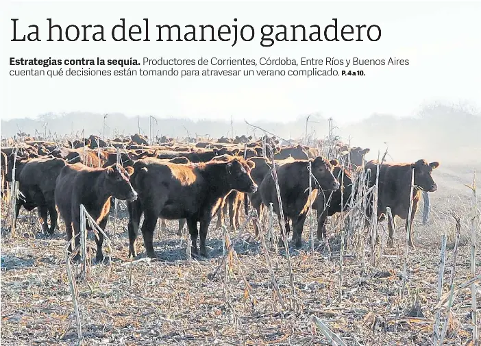 La hora del manejo ganadero - PressReader