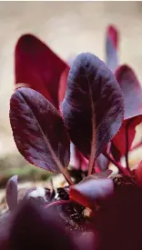 February plants - PressReader