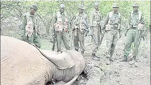 Tackling the poaching dilemma - PressReader