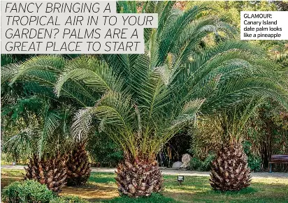Hardy palms - PressReader