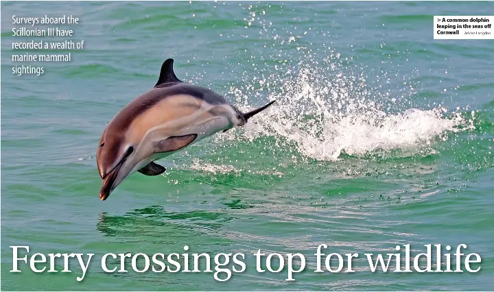 Ferry crossings top for wildlife - PressReader