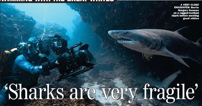 ‘Sharks are very fragile’ - PressReader
