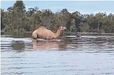 Bizarre sight as camel rescued - PressReader