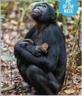 MONKEY BUSINESS - PressReader