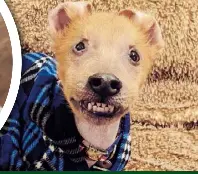 Cheerful Chupey, the smiling dog - PressReader