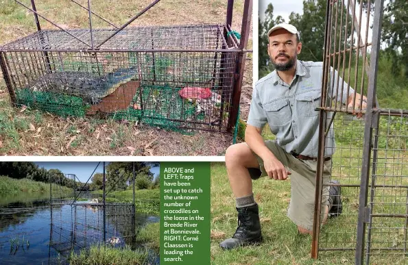 Crocs escape from two breeding farms - PressReader